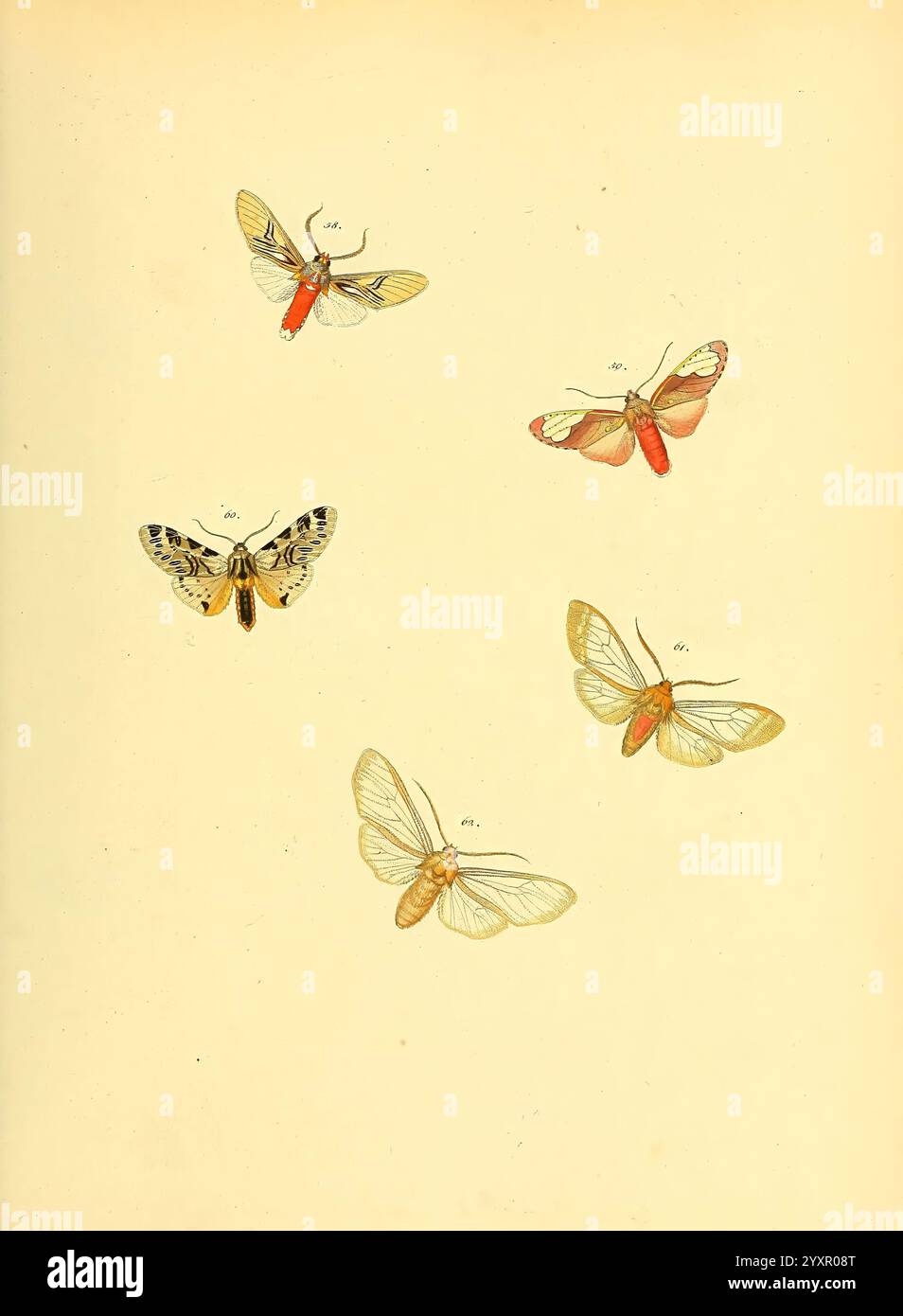 Five intricately detailed moths hi-res stock photography and images - Alamy