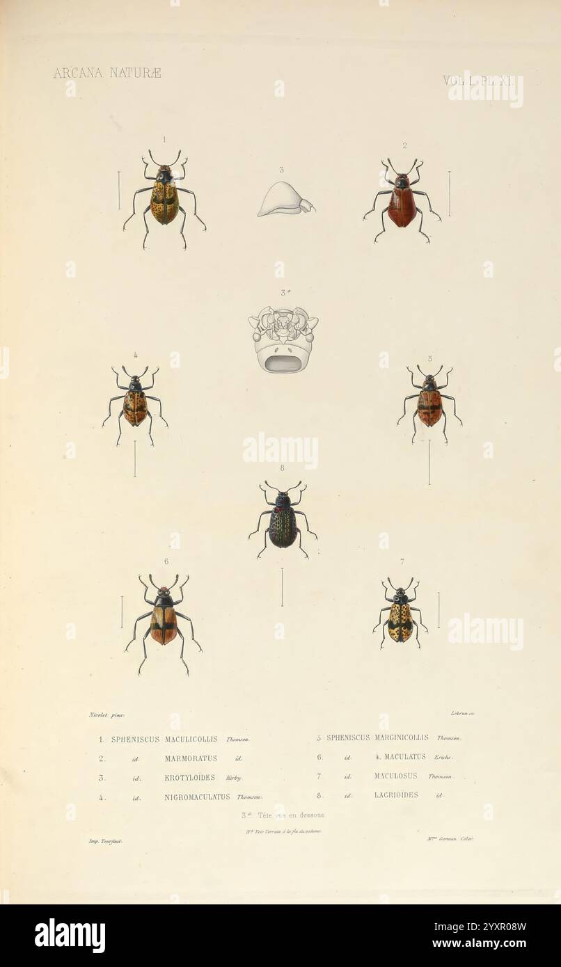 Studying insect morphology hi-res stock photography and images - Alamy