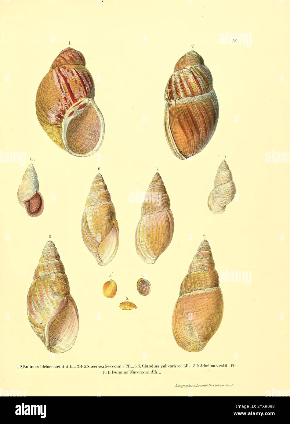 Top section features larger shells hi-res stock photography and images ...