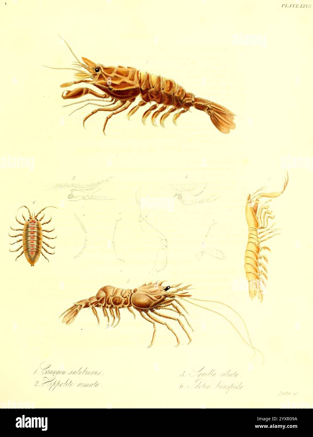 The zoology of Captain Beechey's voyage, 1839, America, shrimp, geology ...