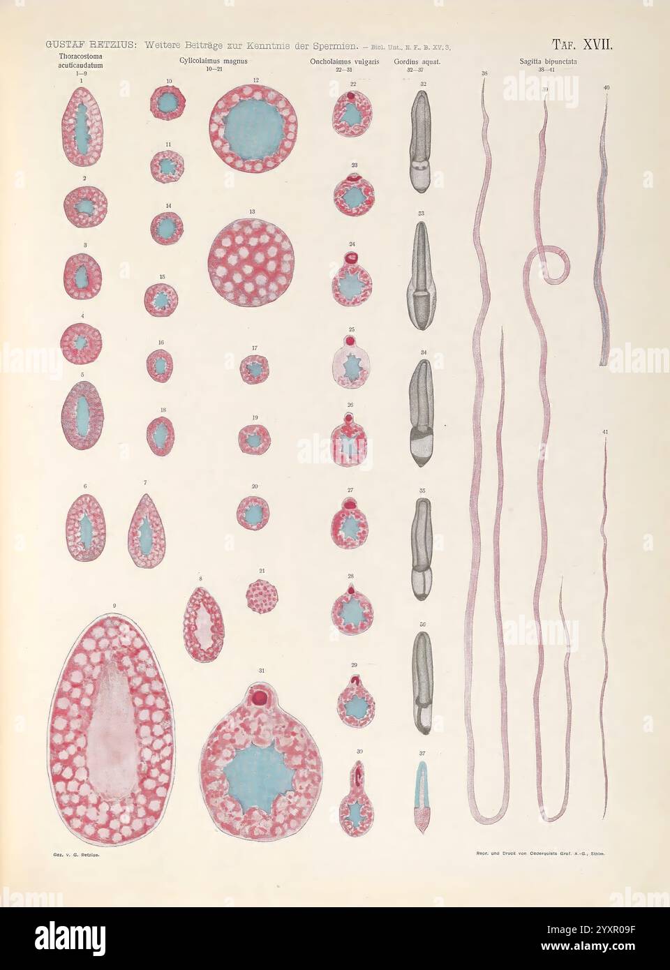 Exhibiting internal detailing hi-res stock photography and images - Alamy