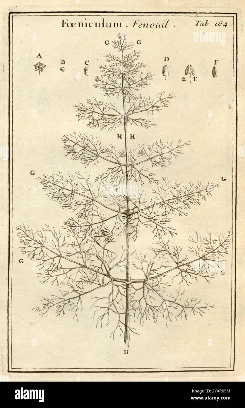 Joseph Pitton de Tournefort, Institutiones rei herbariae, Parisiis, E ...