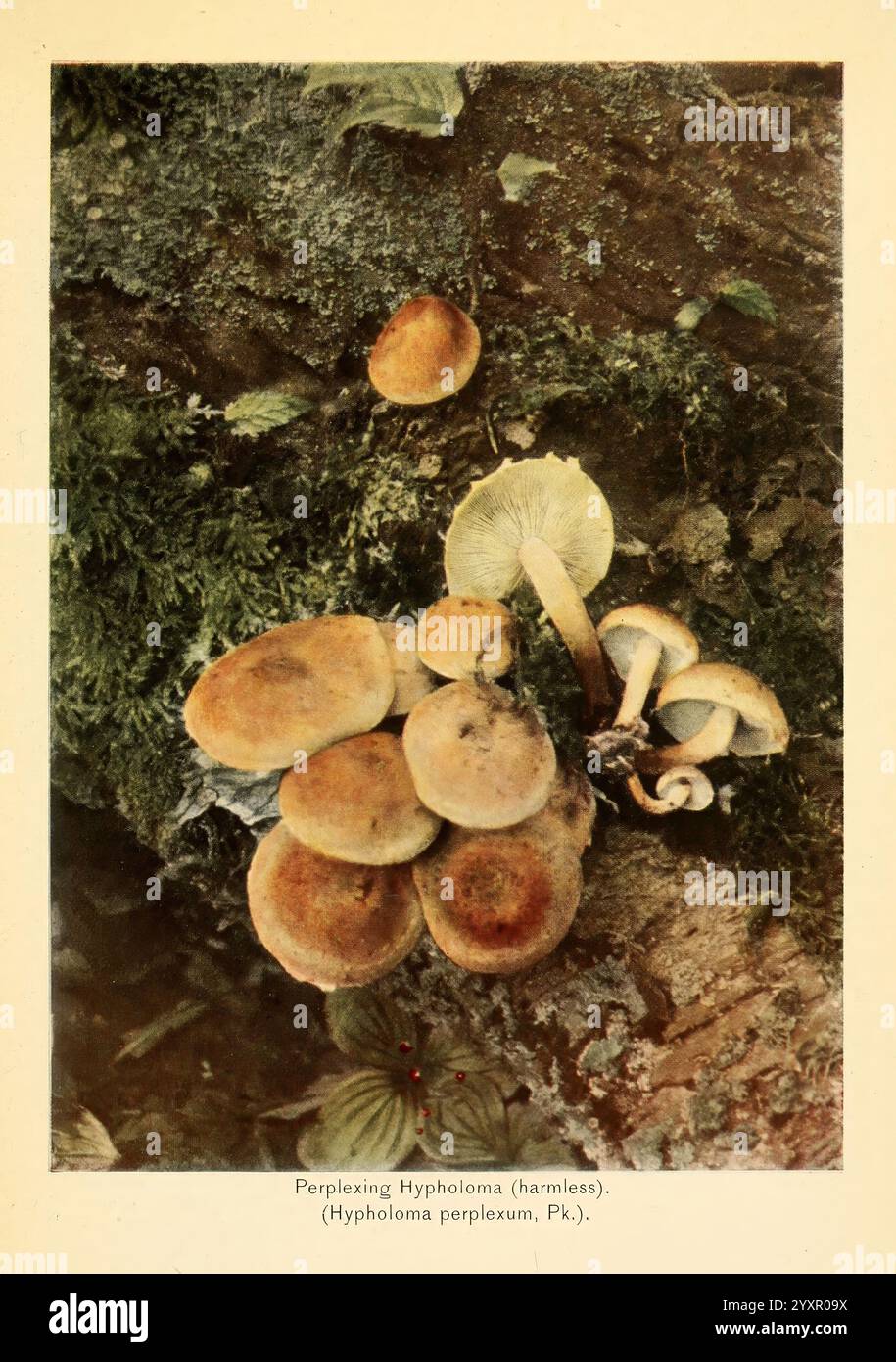 The mushroom book Garden City, N.Y, 1920 mushrooms, fungi, edible, The ...