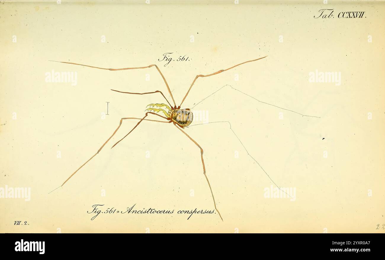 Spiders segmented form hi-res stock photography and images - Alamy