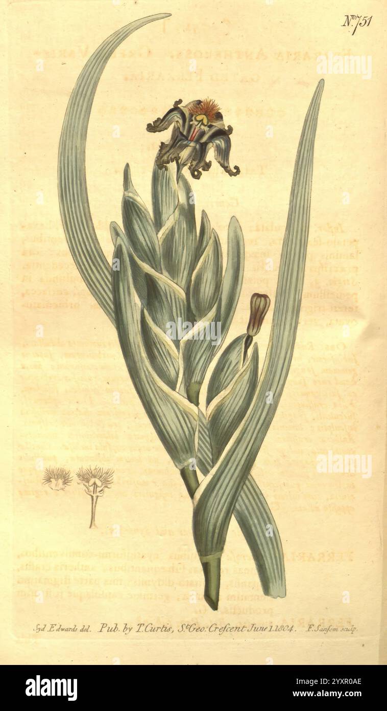 Ferraria antherosa hi-res stock photography and images - Alamy