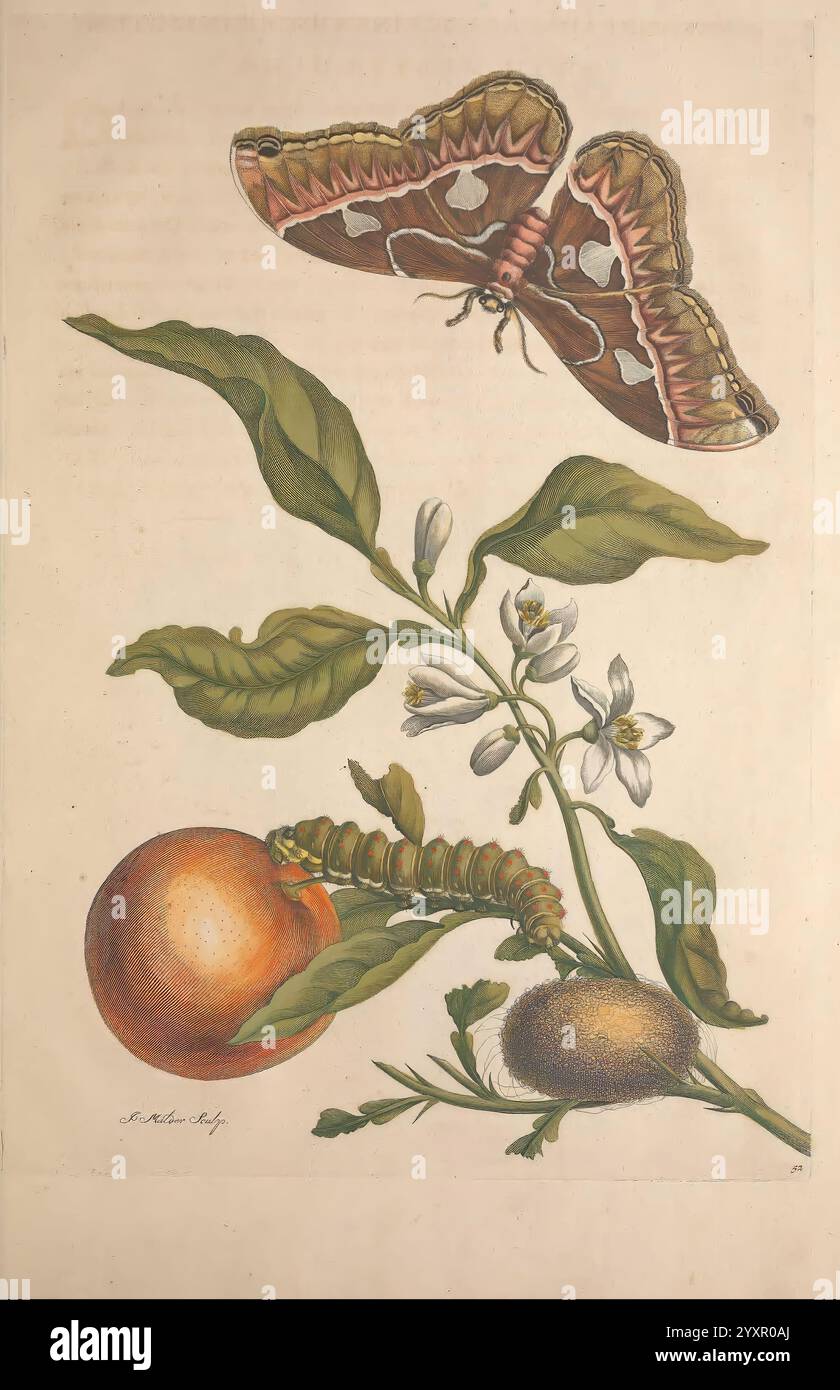 Science maria sibylla merian entomology caterpillar caterpillars hi-res ...