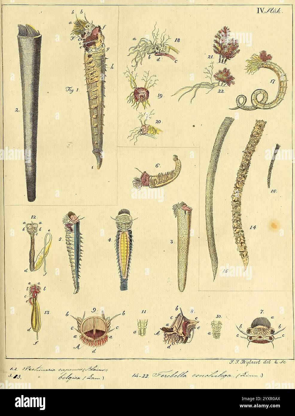 Showcasing varied forms hi-res stock photography and images - Alamy