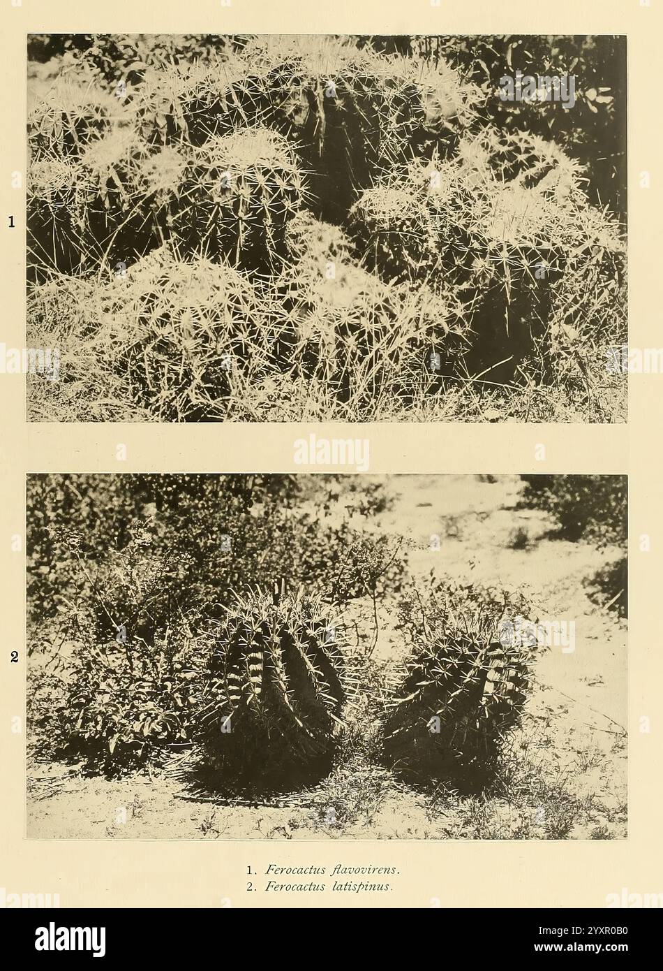 The Cactaceae, Washington, Carnegie Institution of Washington, 1919 ...