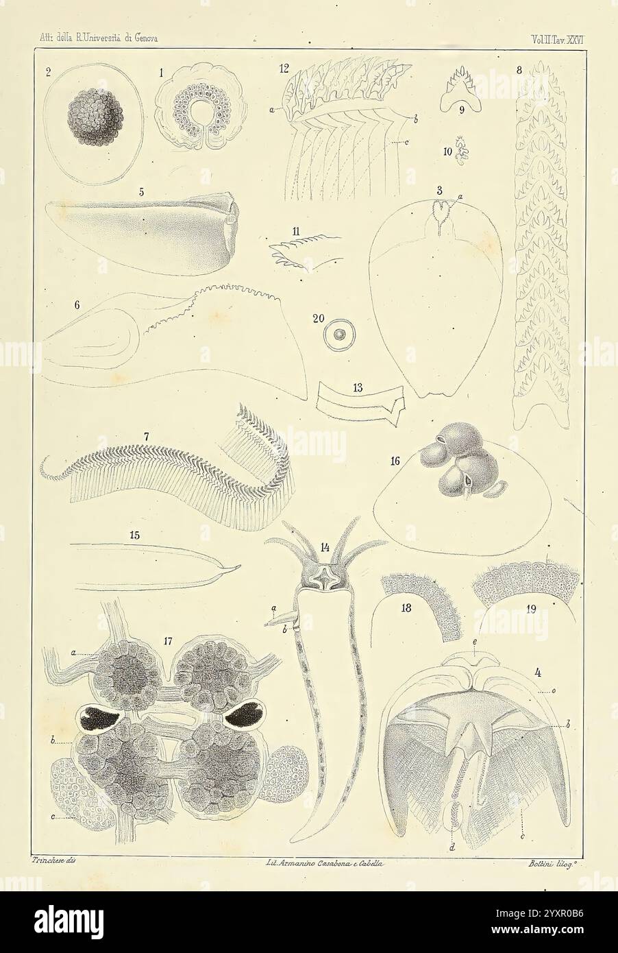 Labeled section showcases different organs hi-res stock photography and ...