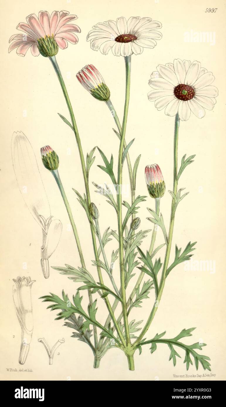 Prominent central flower displays hi-res stock photography and images ...