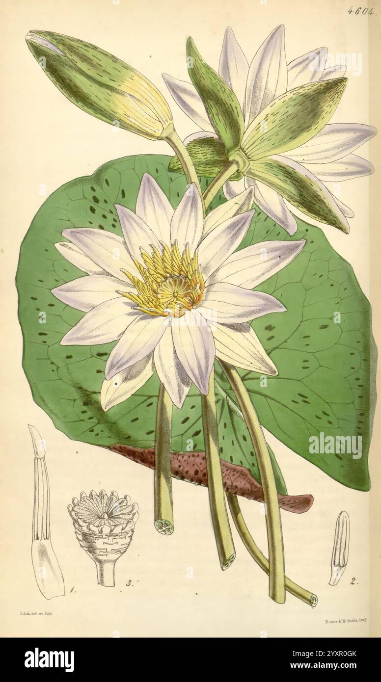 Curtis's Botanical Magazine, London, New York, botanical illustration ...