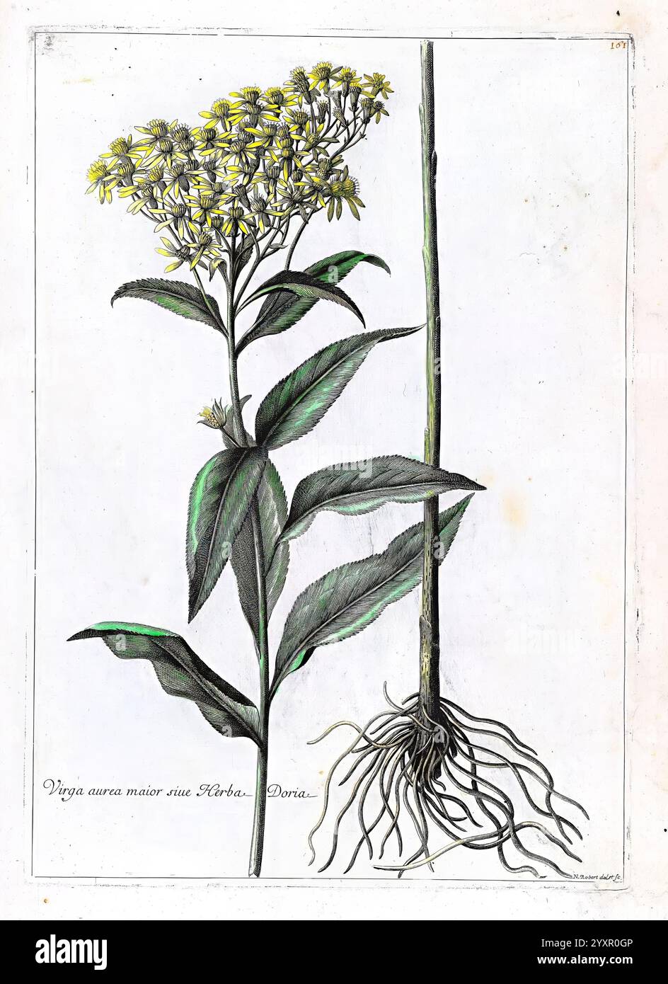 Root system reveals long hi-res stock photography and images - Alamy