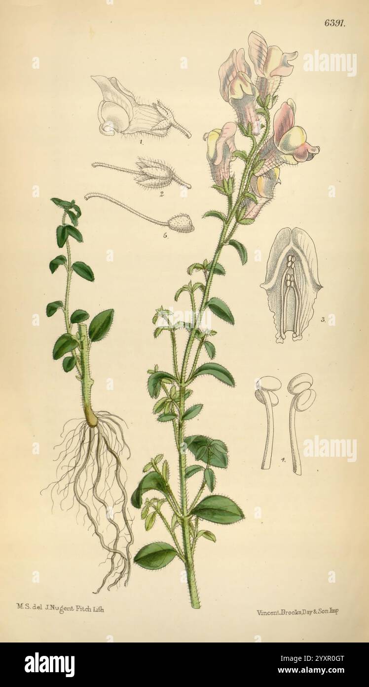 Alongside several labeled diagrams hi-res stock photography and images ...