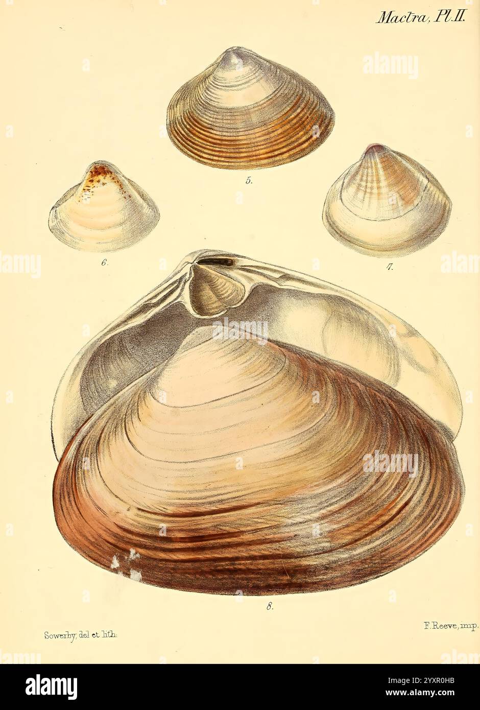 Conchologia Iconica, or Illustrations of the Shells of Molluscous ...