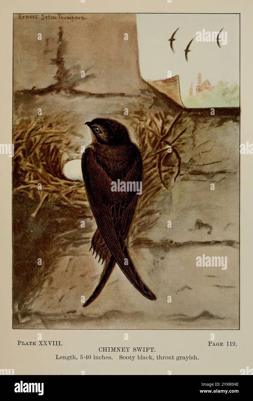 Swifts agile nature hi-res stock photography and images - Alamy