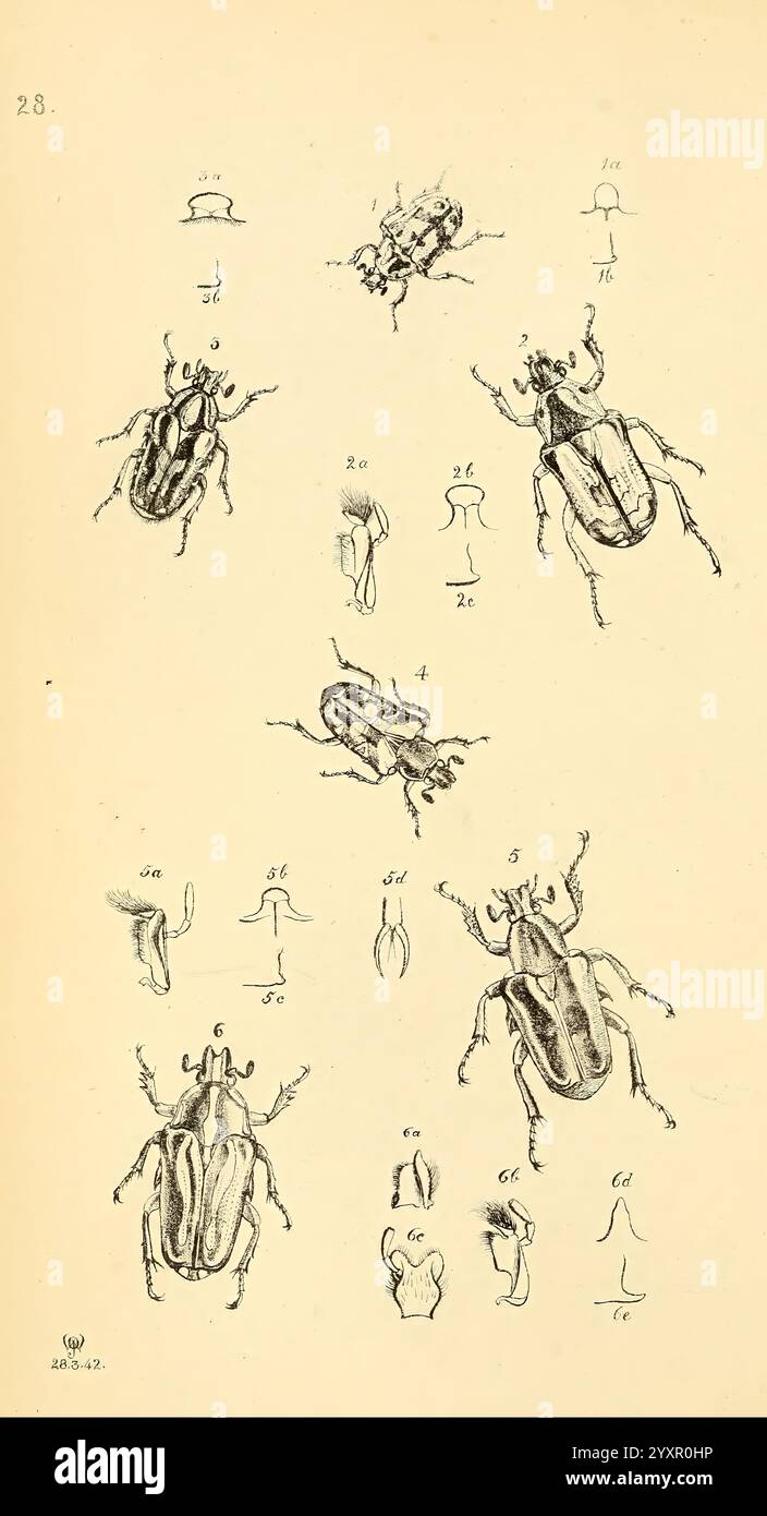 Arcana entomologica, or Illustrations of new, rare, and interesting ...