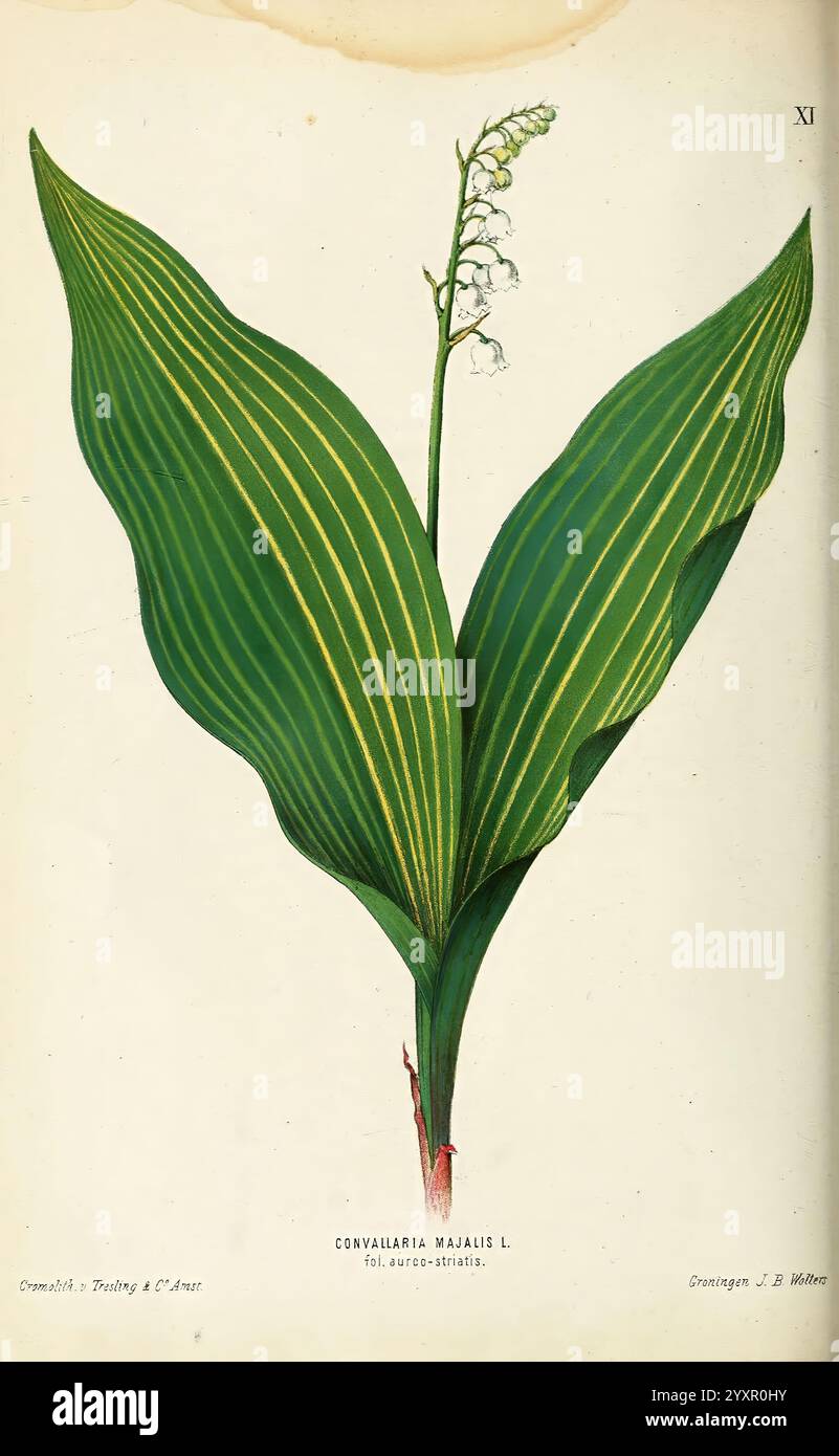 Neerland's Plantentuin Groningen, J. Wolters, 1865-1867, Botany ...