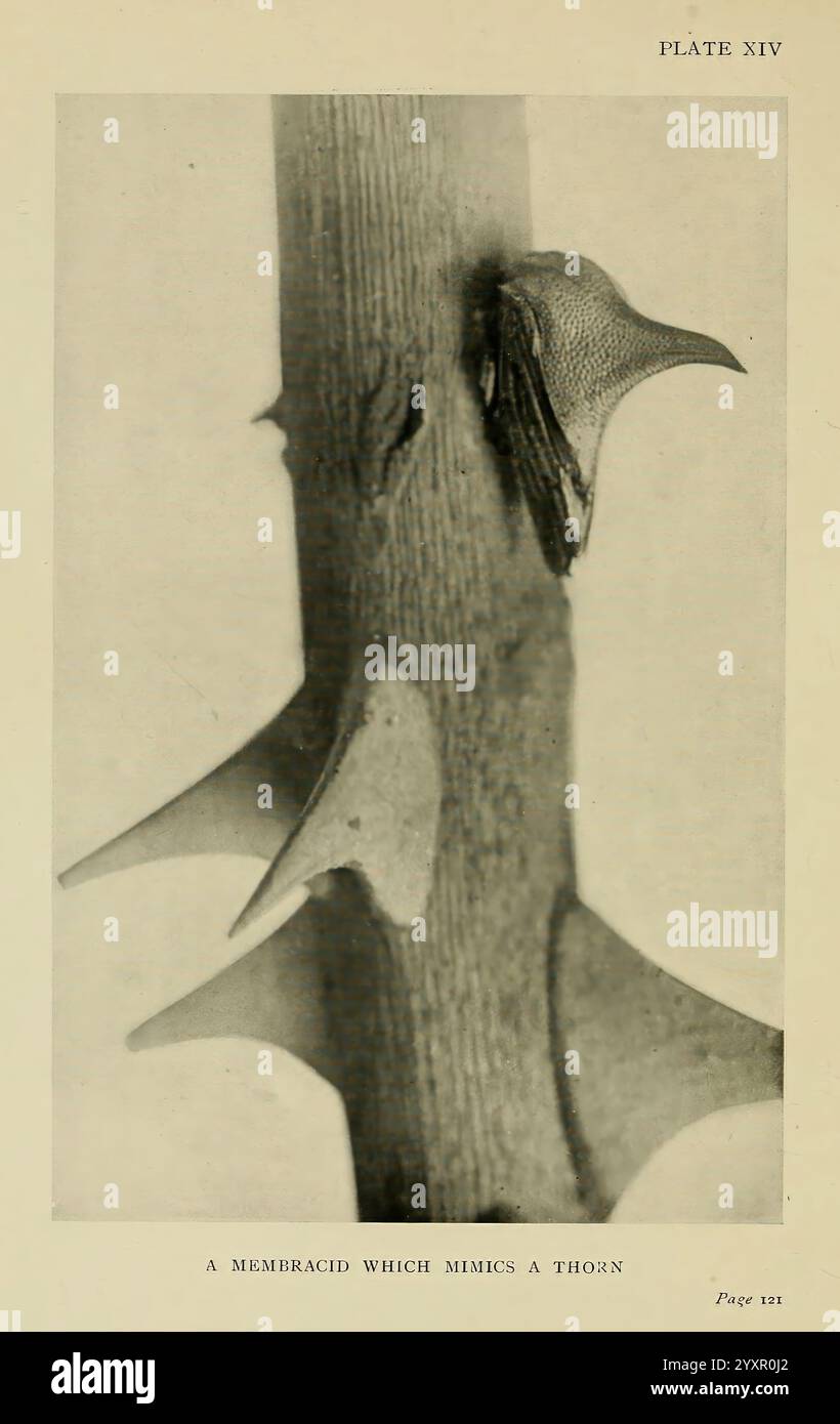 Distinctive thorns hi-res stock photography and images - Alamy