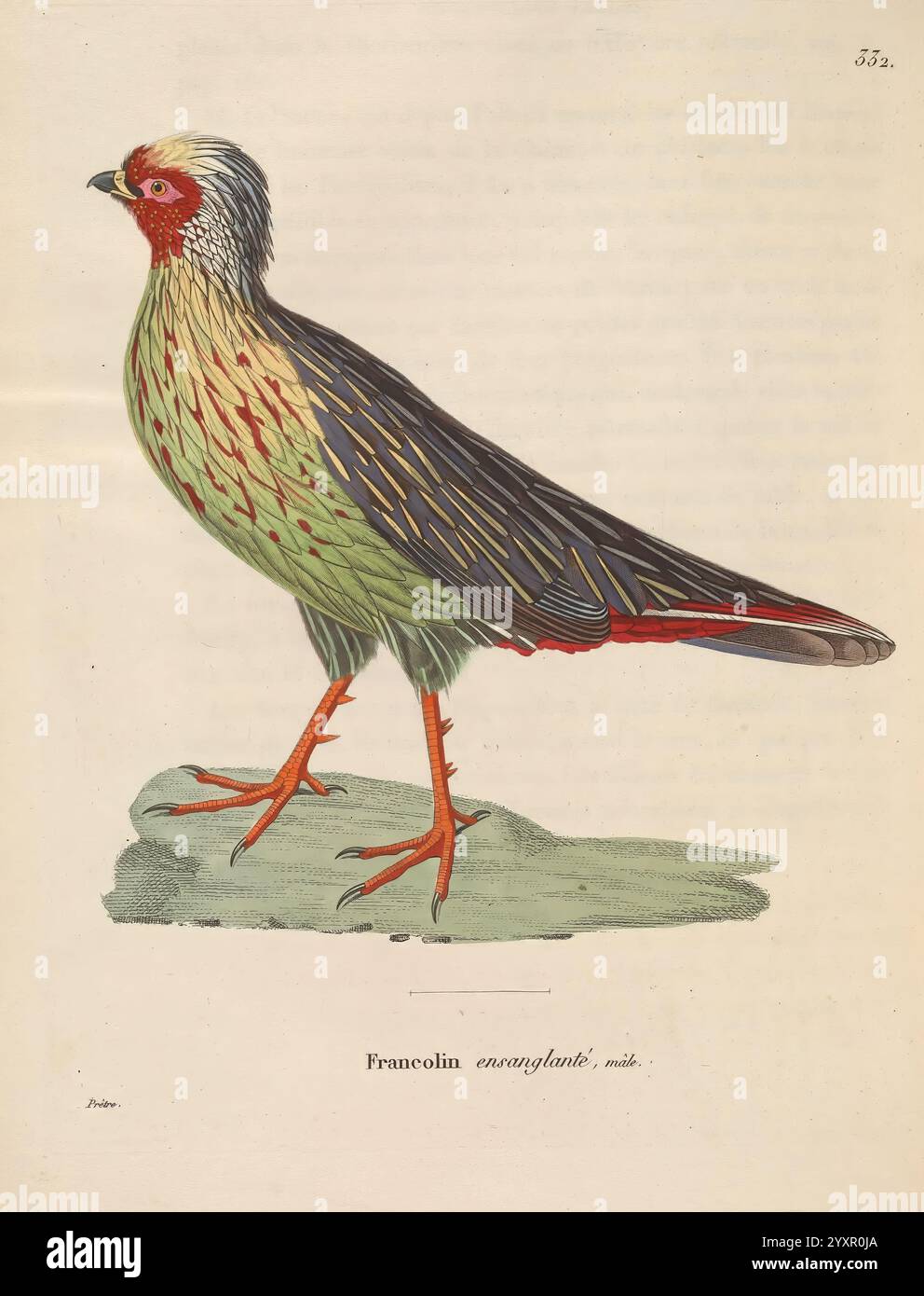 1838 birds pictorial works hi-res stock photography and images - Alamy