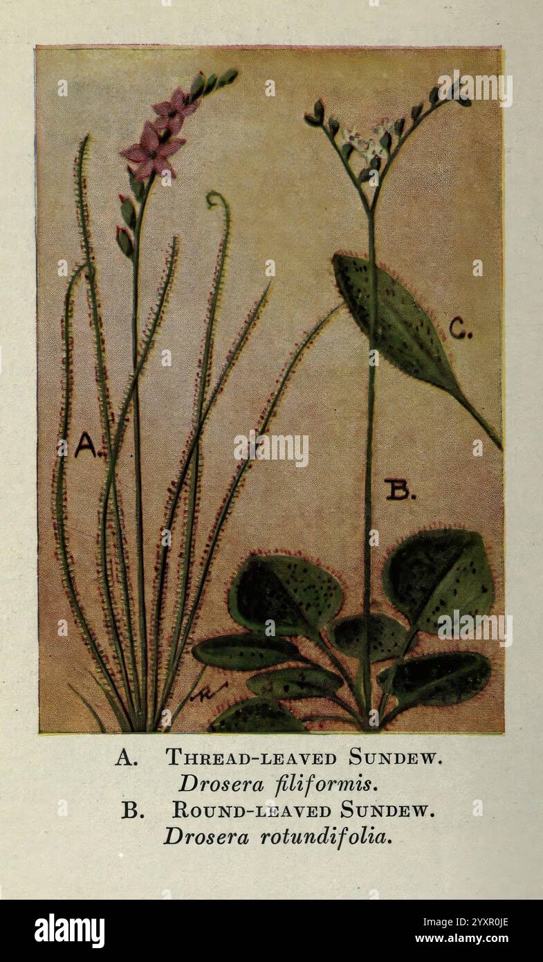 Illustration features three varieties hi-res stock photography and ...