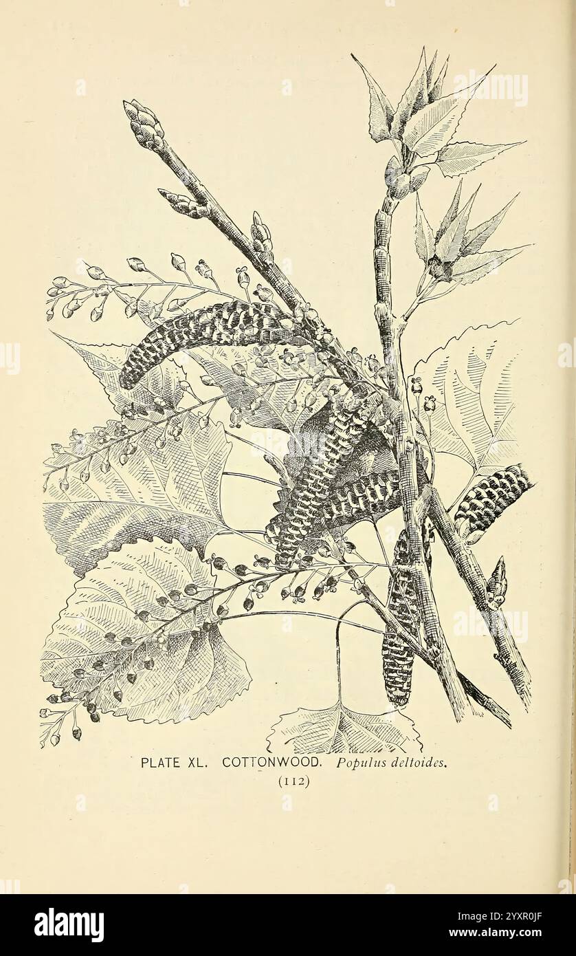 Southern wild flowers and trees, New York, Stokes [1901], botany ...