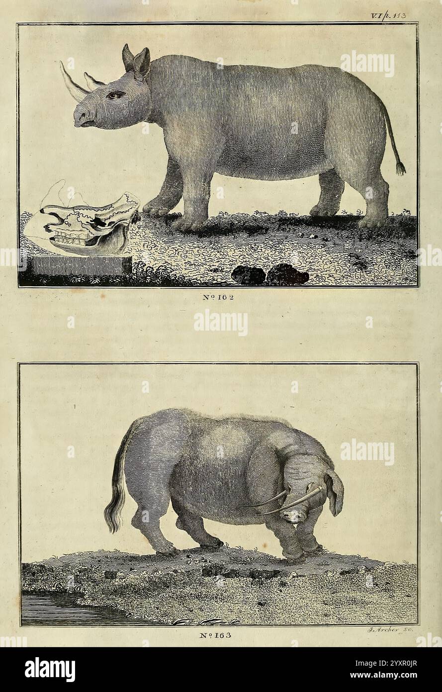 Snout lowered hi-res stock photography and images - Alamy