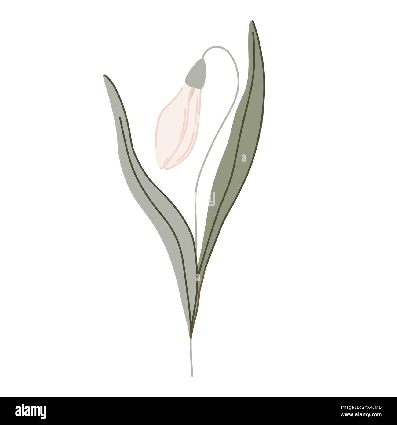 Elegant hand drawn flat botanical illustration with delicate vector ...