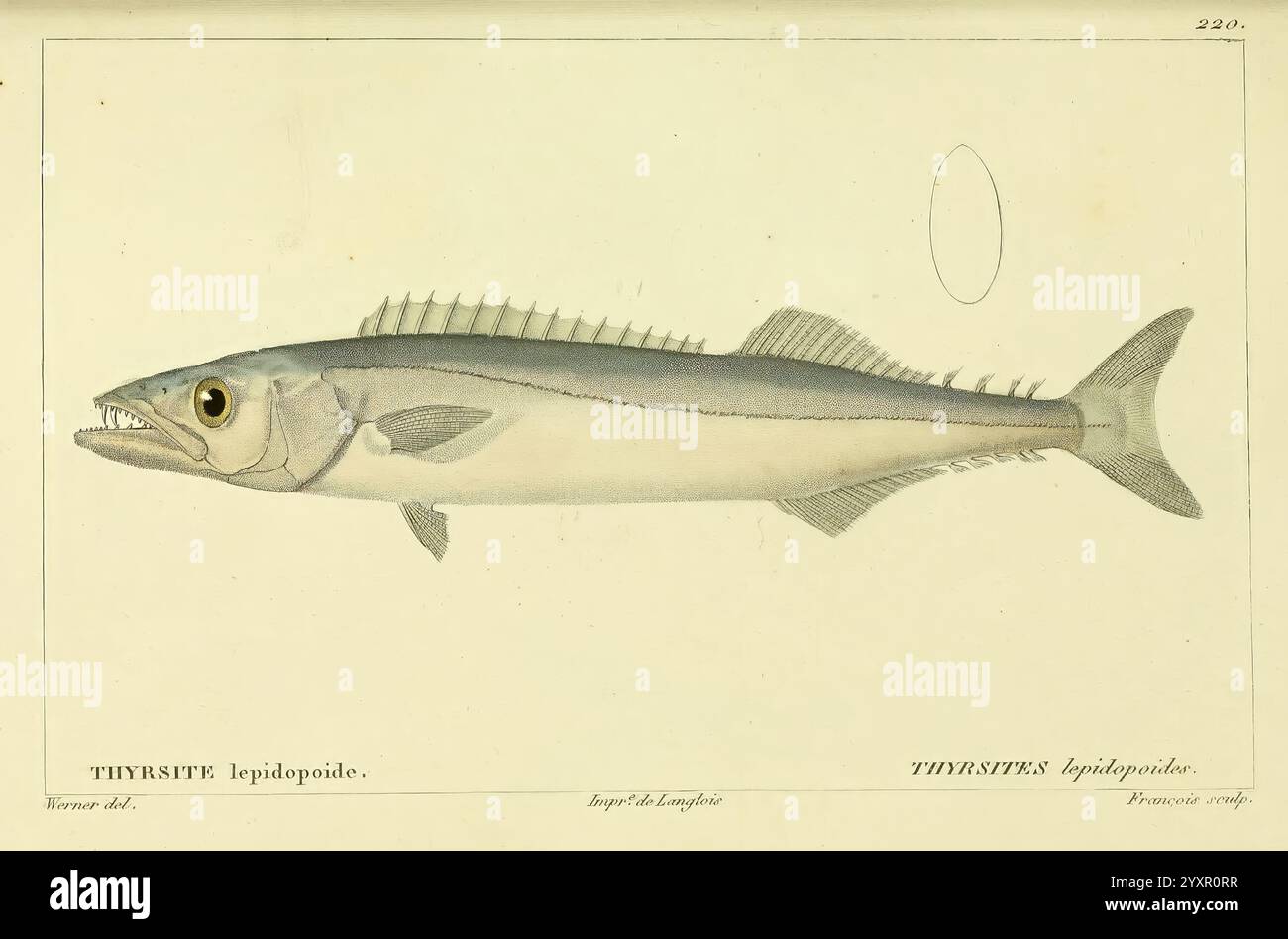 Histoire naturelle des poissons, Paris, Chez F. G. Levrault, 1828-1849 ...