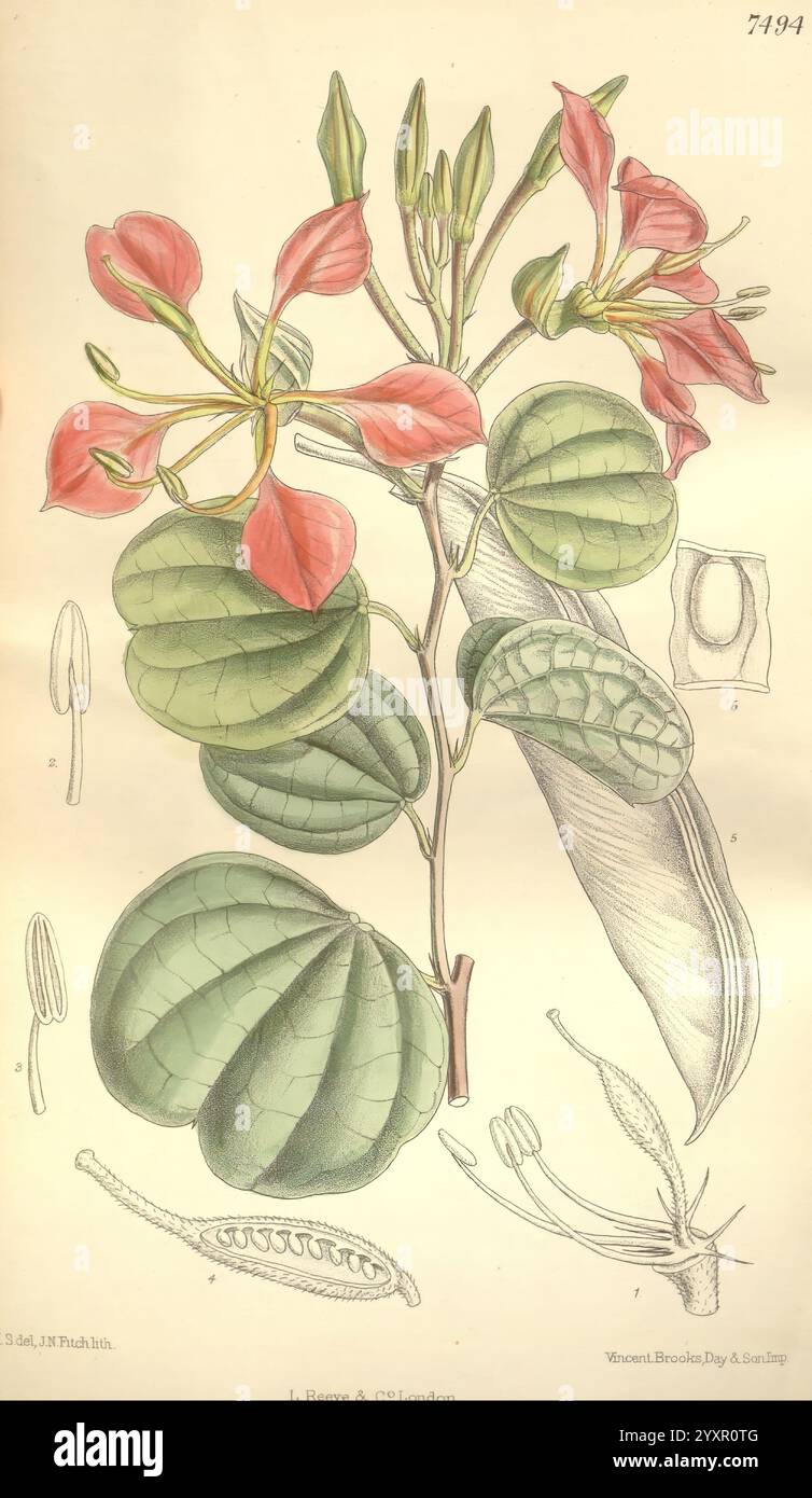 Curtis's Botanical Magazine, London, New York, Botanical Illustration ...