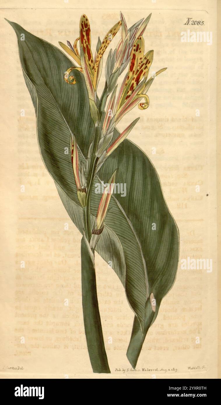 Curtis's Botanical Magazine, London, New York, botanical illustration ...