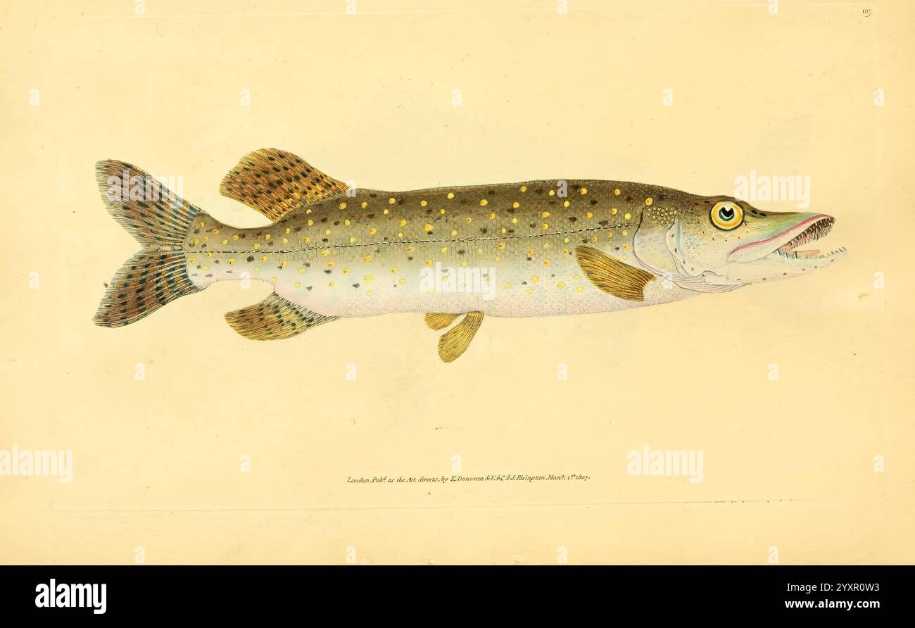 The natural history of British fishes, London, Printed for the author ...