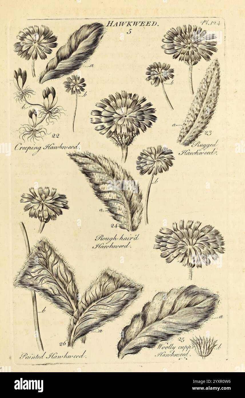 Detailed depictions of various leaf shapes hi-res stock photography and ...