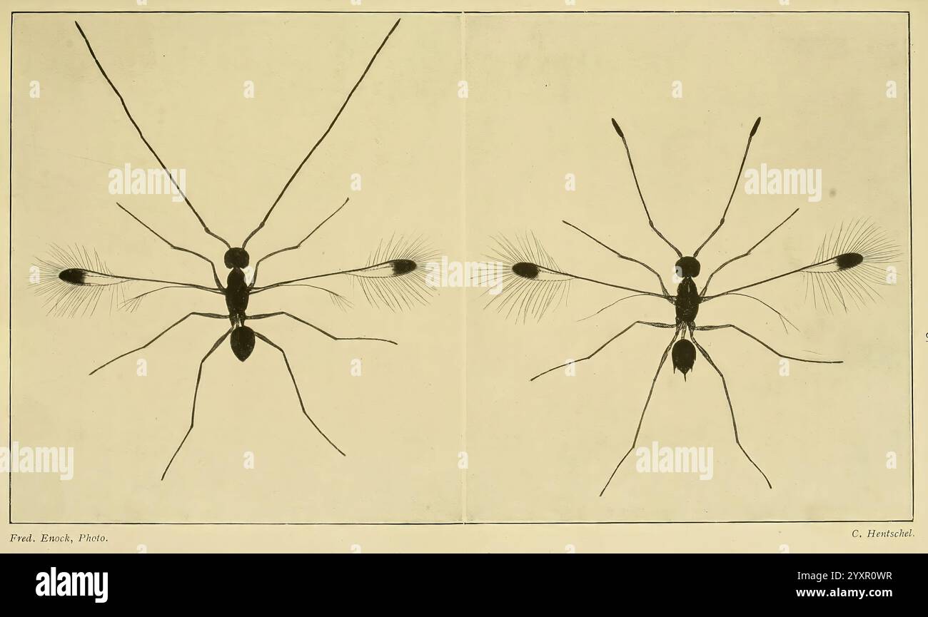 Mosquitos biological characteristics hi-res stock photography and ...