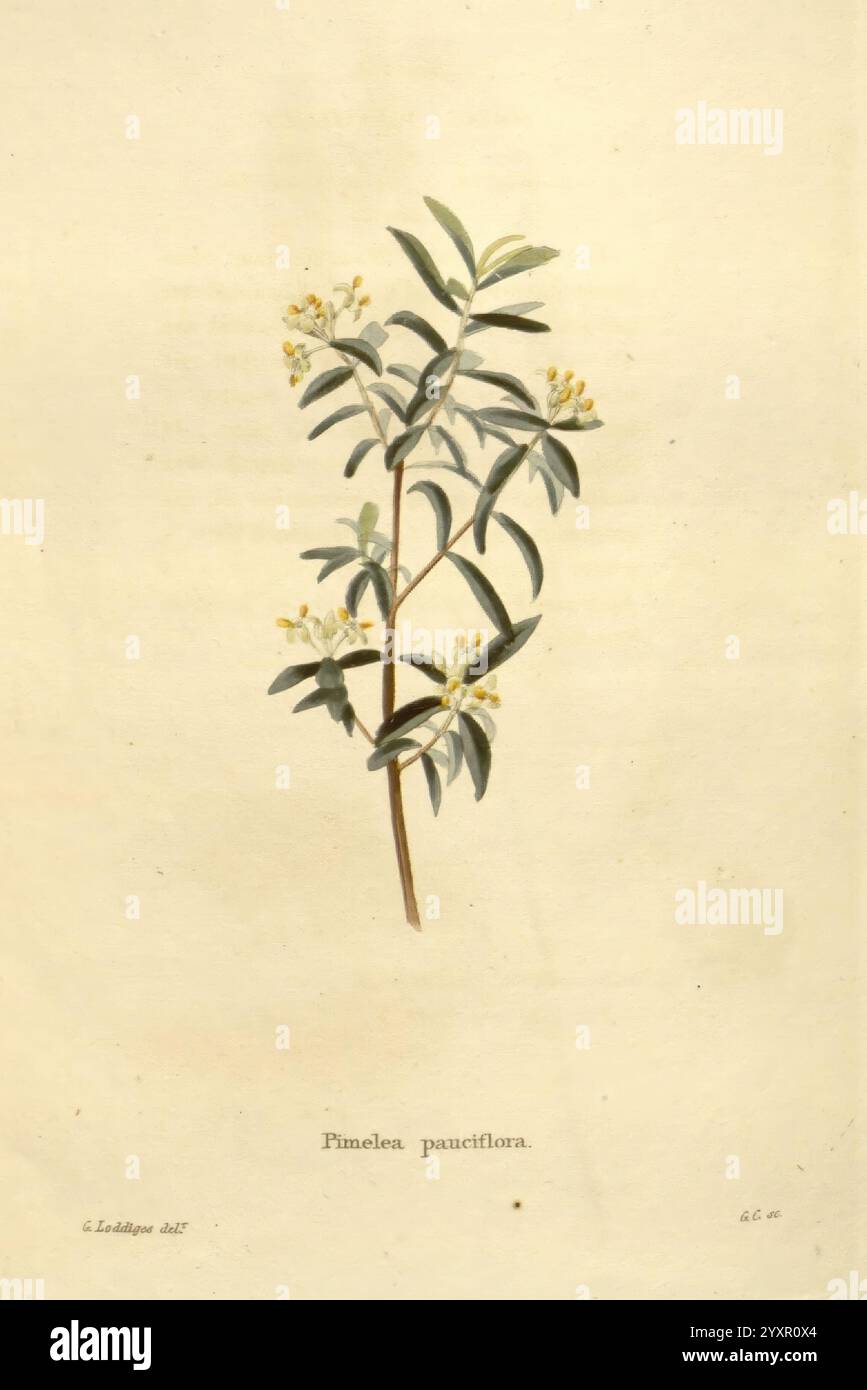 Pimelia pauciflora hi-res stock photography and images - Alamy