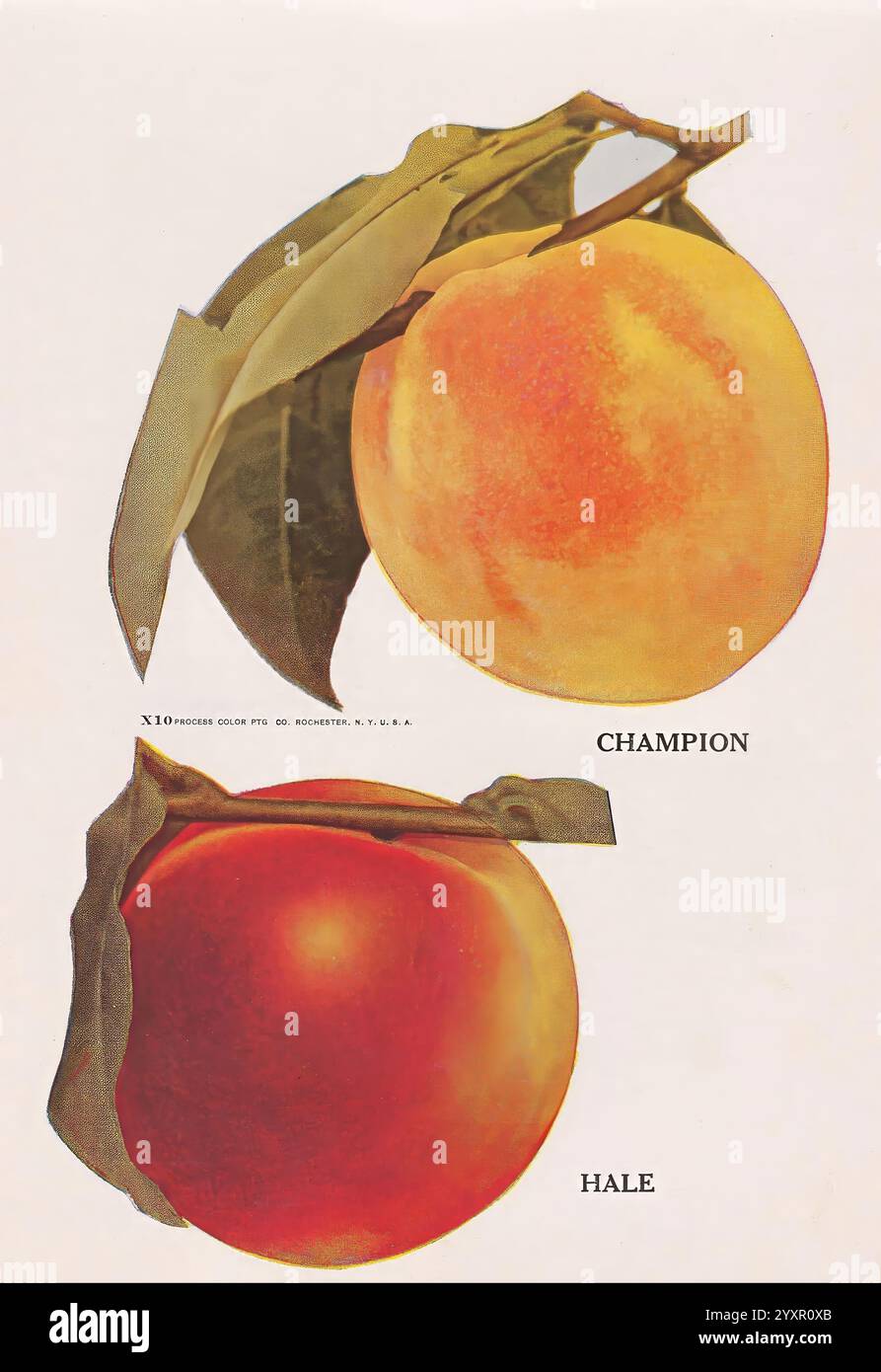 Slightly firmer texture hi-res stock photography and images - Alamy