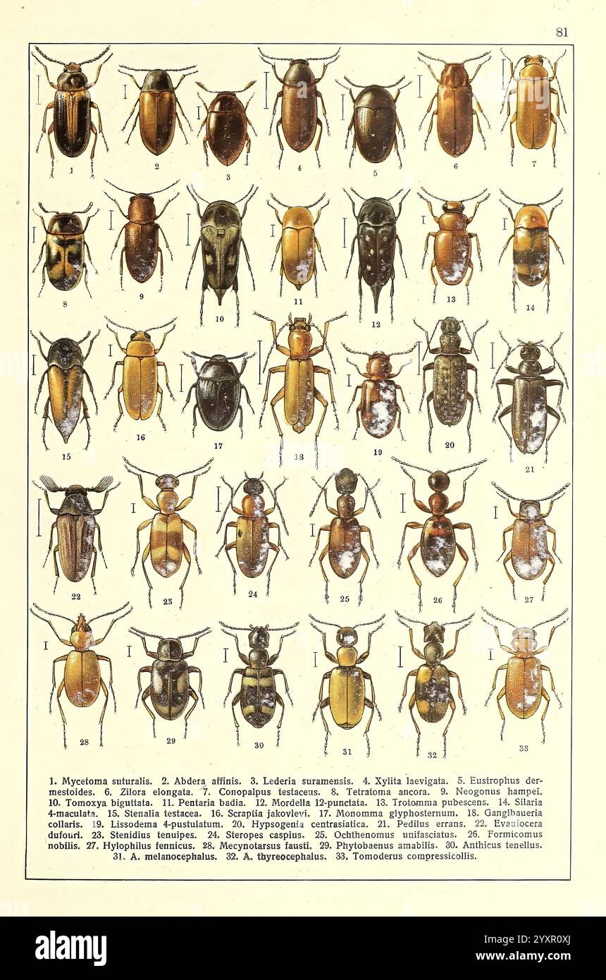 Zhuki Rossii i zapadnoĭ Evropy S.-Peterburg Devrien 1905-1915 Beetles ...