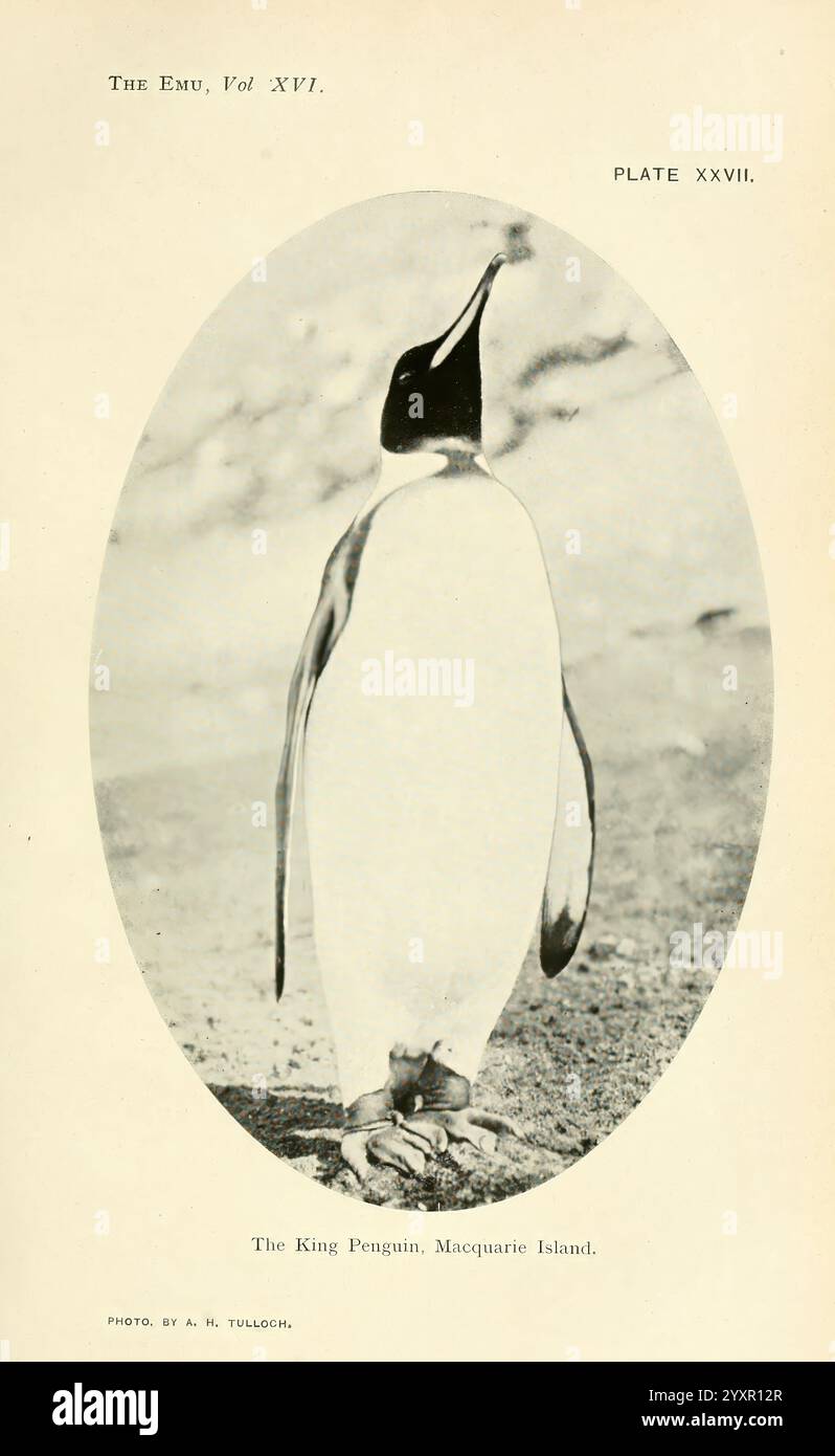 Penguins posture hi-res stock photography and images - Alamy