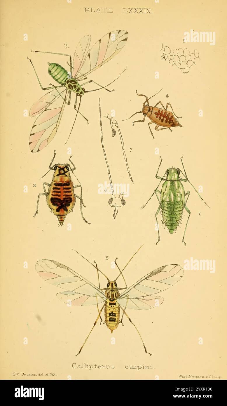 Composition displays various stages hi-res stock photography and images ...