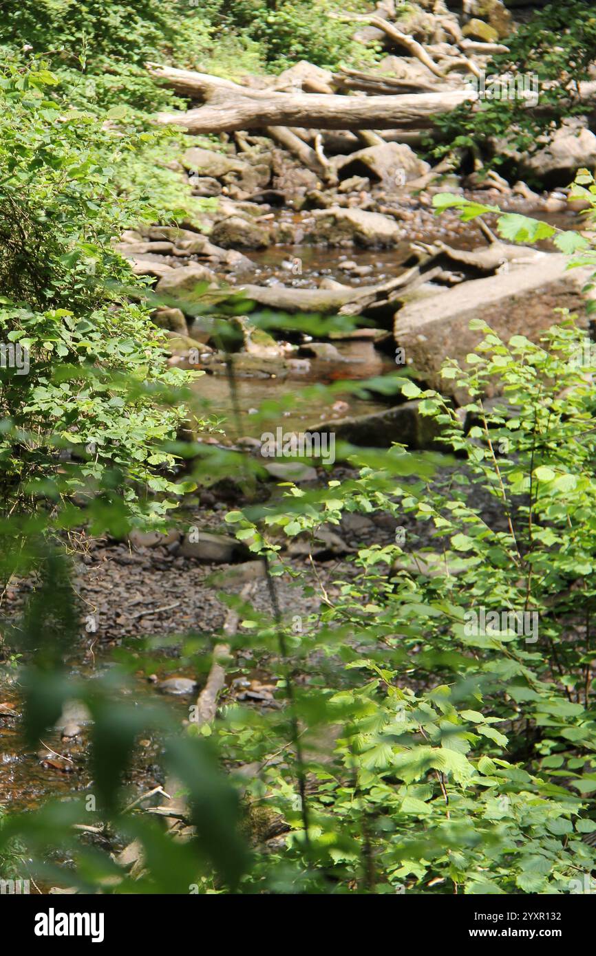 A Large Leaky Log Dam on a Woodland Stream Stock Photo - Alamy