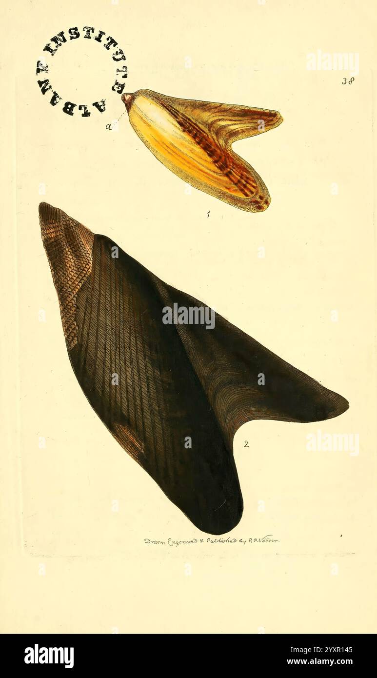 Illustration displays two distinct shell specimens hi-res stock ...