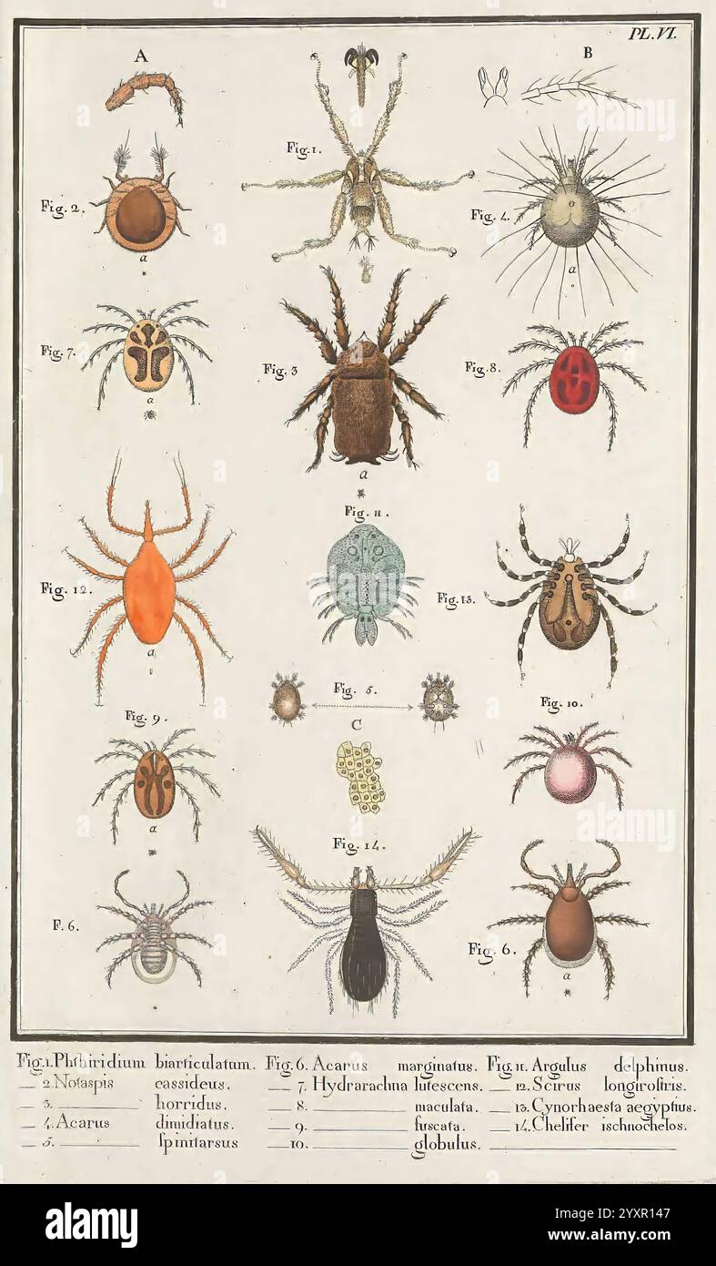 Mémoire, Aptérologique, Arachnida,, A detailed illustration showcasing ...