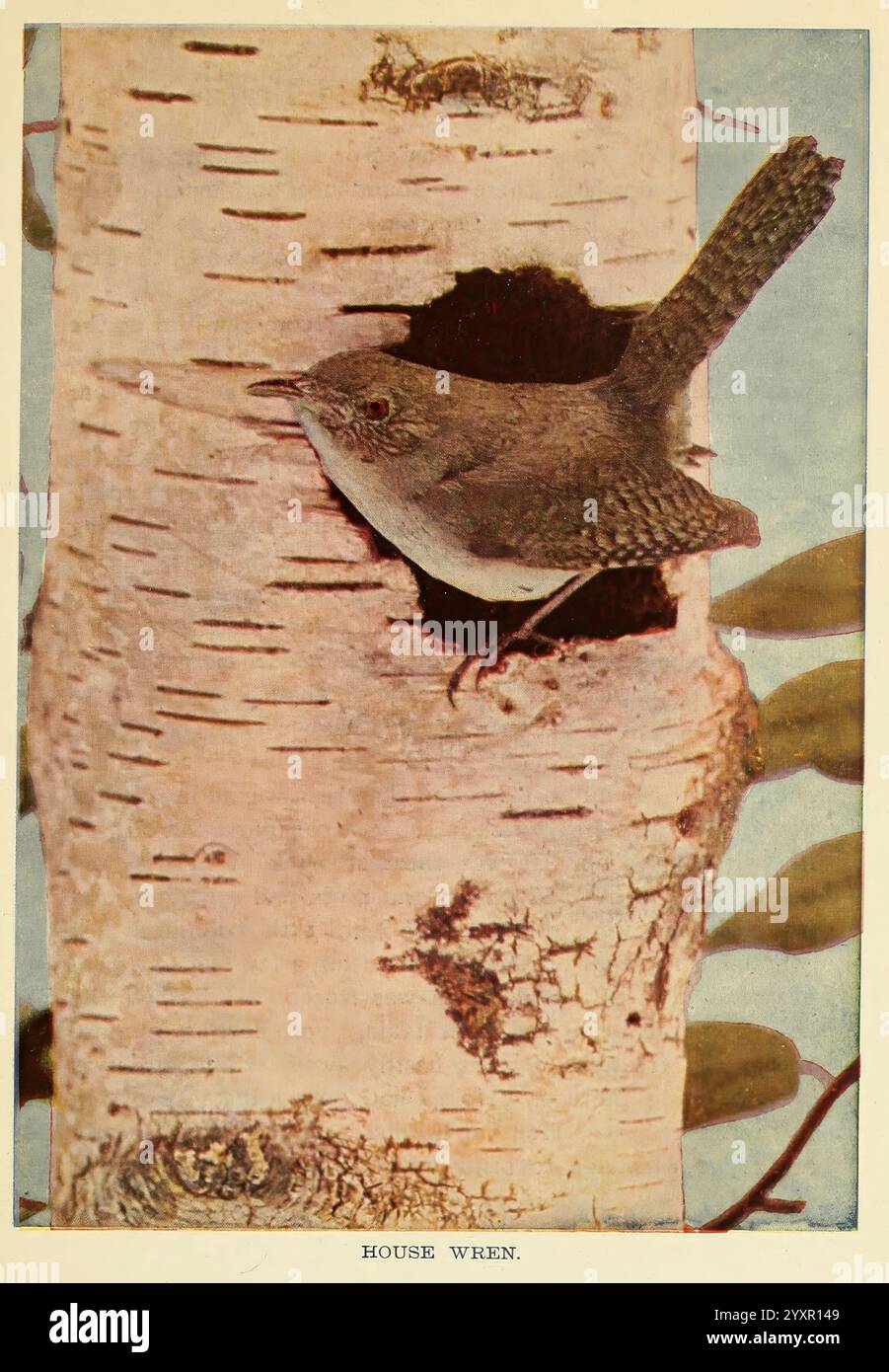 Aedon passerine north american bird neoaves neognathae new world hi-res ...