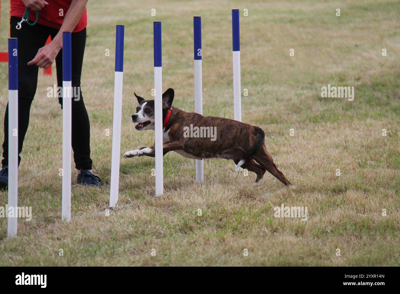 Weaving poles hi-res stock photography and images - Alamy