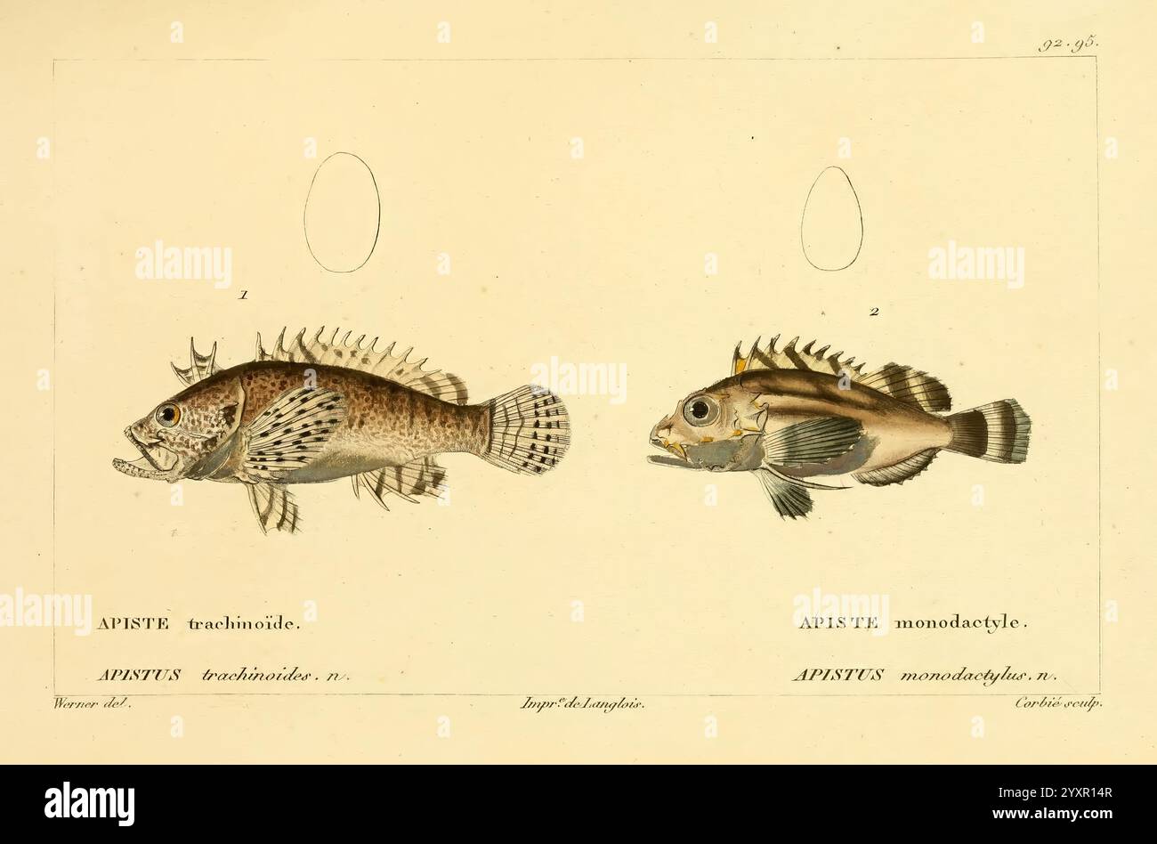 Histoire naturelle des poissons, Paris, Chez F. G. Levrault, 1828-1849 ...