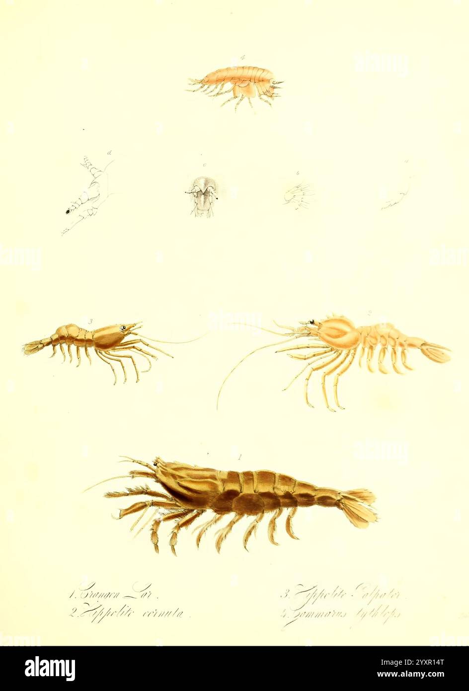 The zoology of Captain Beechey's voyage, 1839, America, shrimp, geology ...