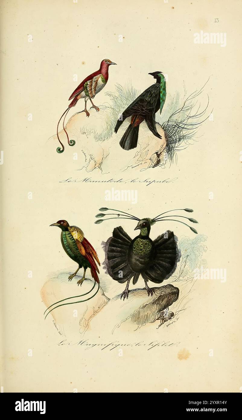 Bottom right bird exhibits hi-res stock photography and images - Alamy