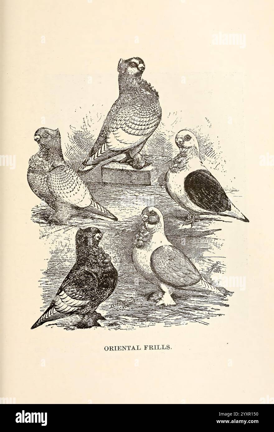 Five elegant pigeons hi-res stock photography and images - Alamy