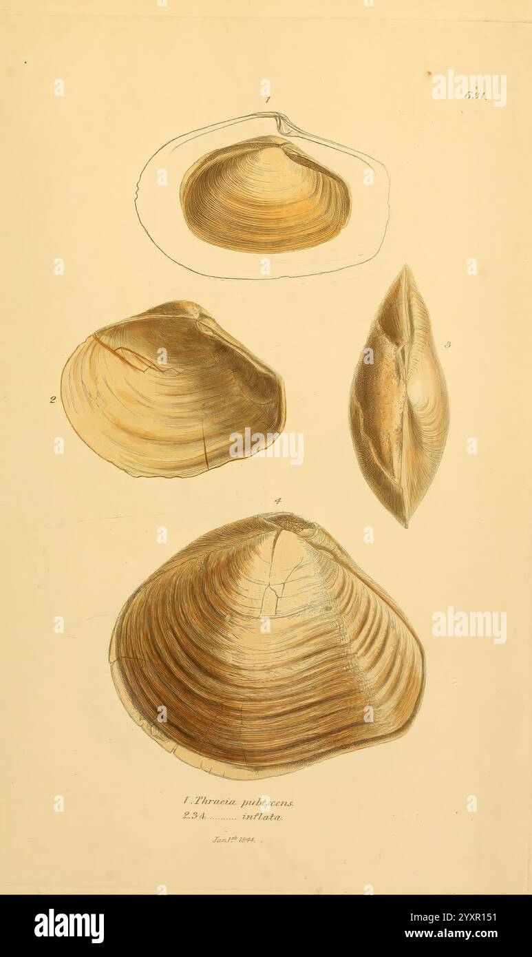 Shells curvature hi-res stock photography and images - Alamy