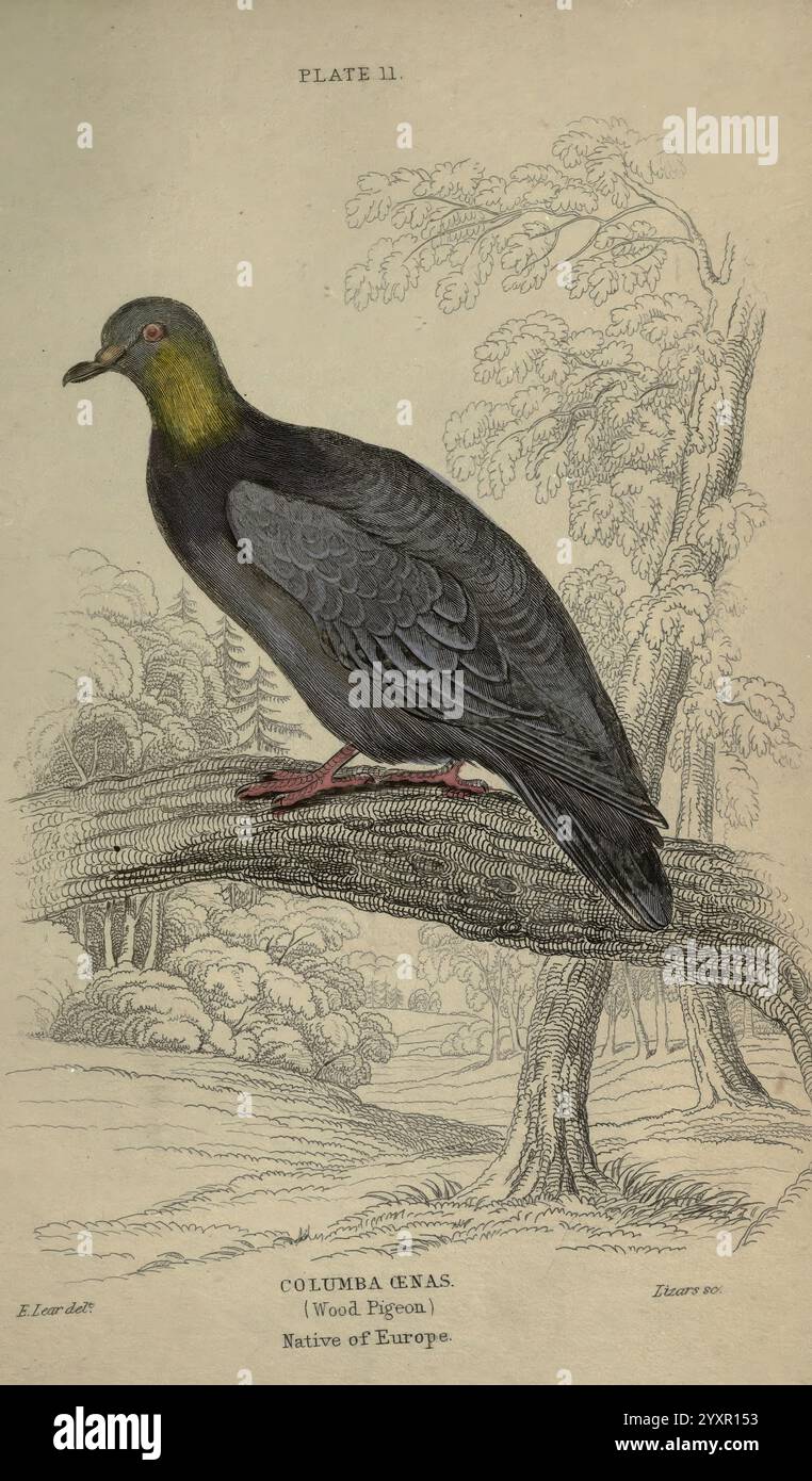 Pigeons Edinburgh W. H. Lizars etc. etc. 1845 Pigeons the younger Pliny ...