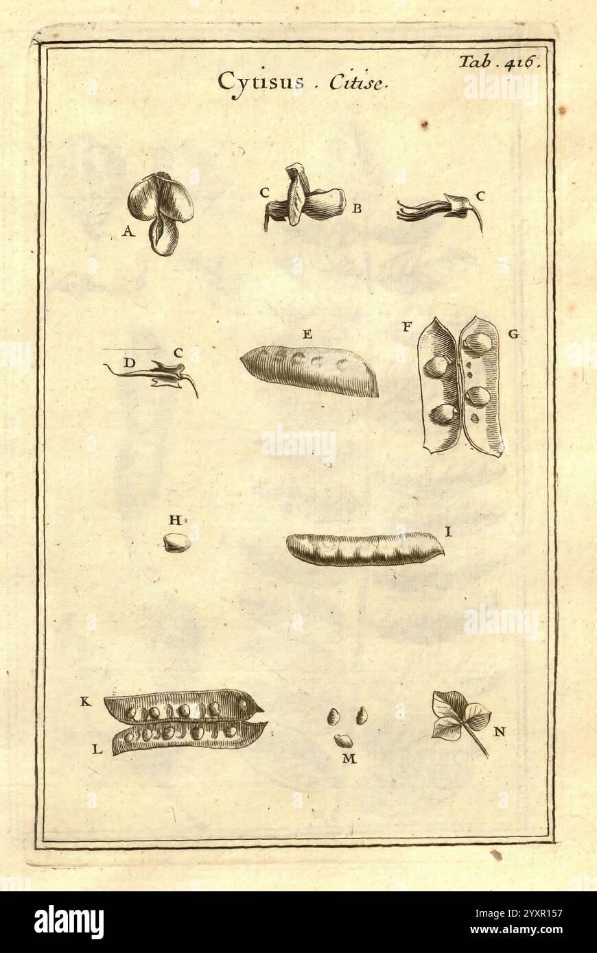 Joseph Pitton de Tournefort, Institutiones rei herbariae, Parisiis, E ...